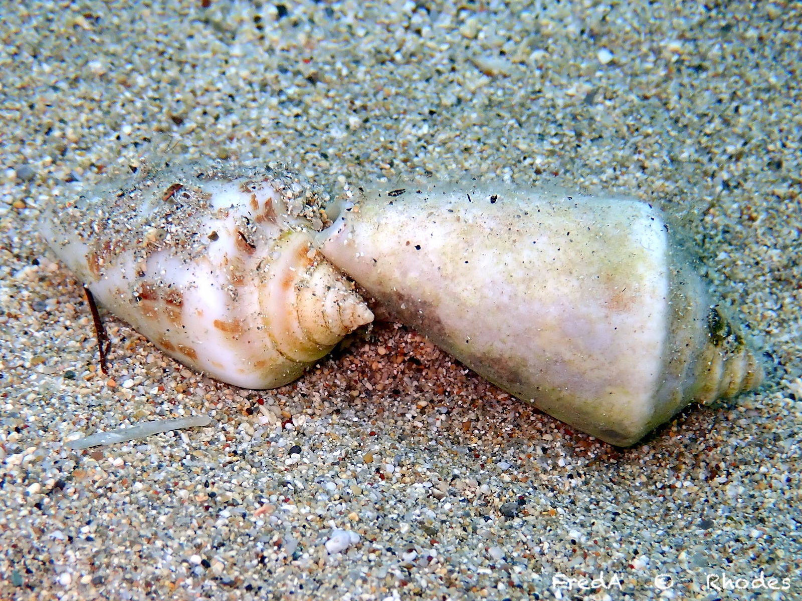 Conomurex persicus (Swainson, 1821)