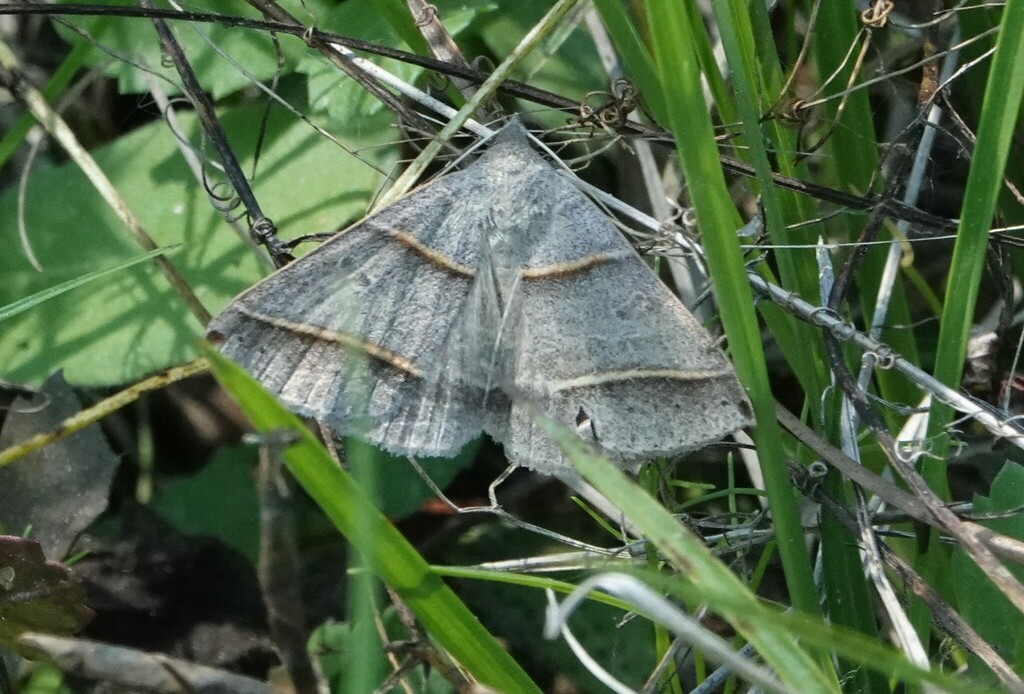 Black-tipped Ptichodis Moth from Levy County, FL, USA on April 4, 2023 ...