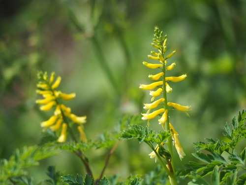 Corydalis formosana · iNaturalist United Kingdom