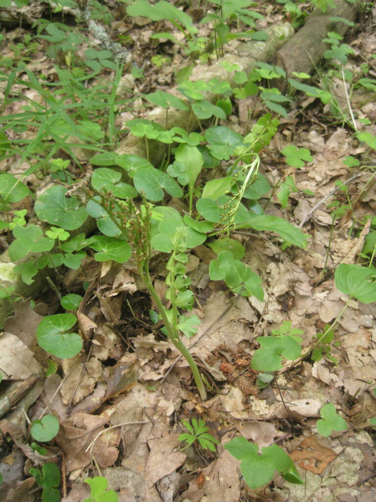common moonwort from Powiat hajnowski, Polska on July 05, 2016 at 06:40 ...