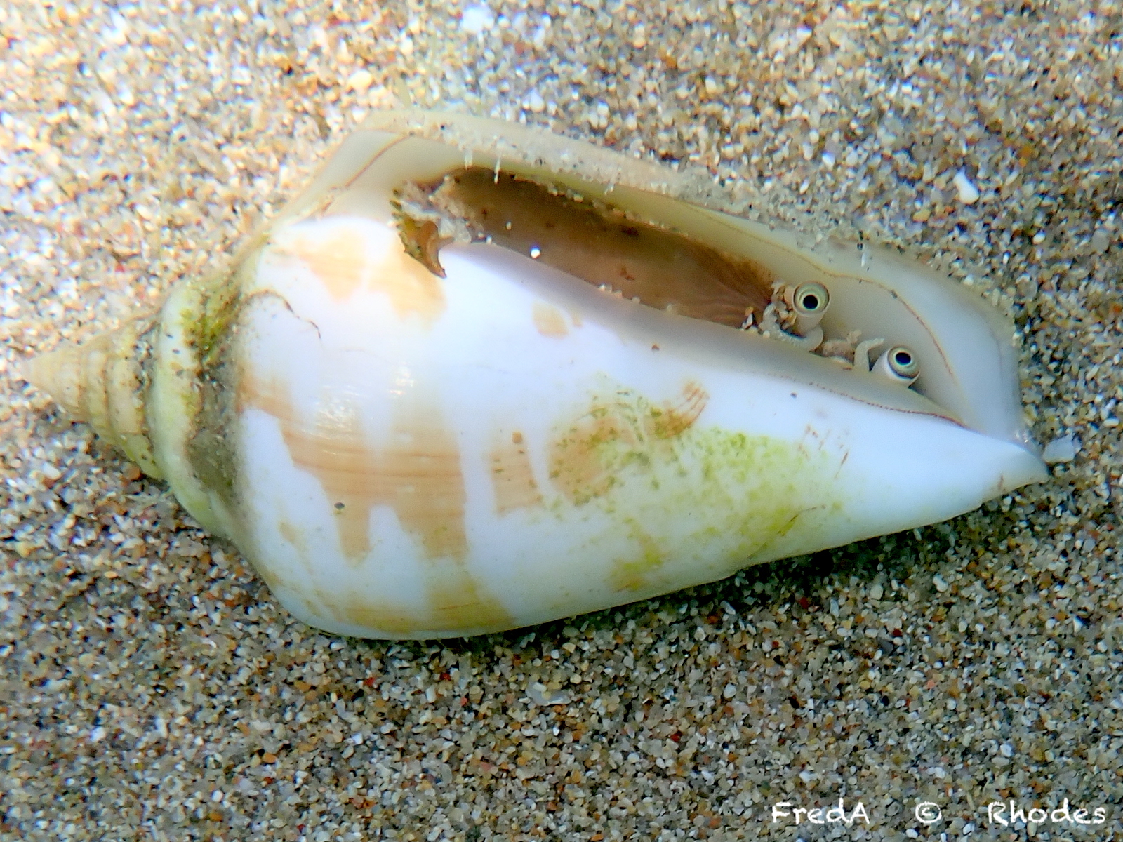 Conomurex persicus (Swainson, 1821)