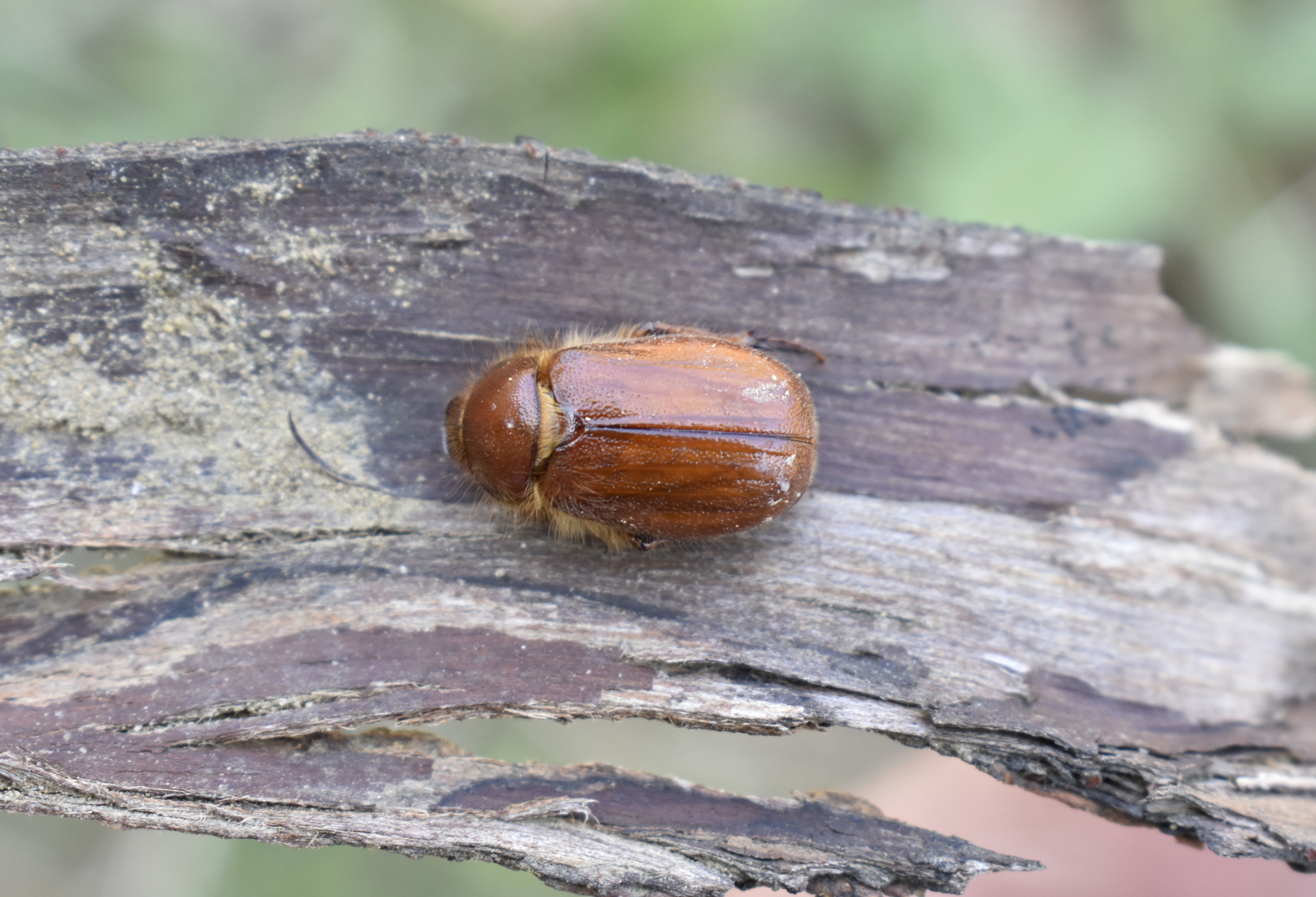 Amphimallon solstitiale (Linnaeus, 1758)