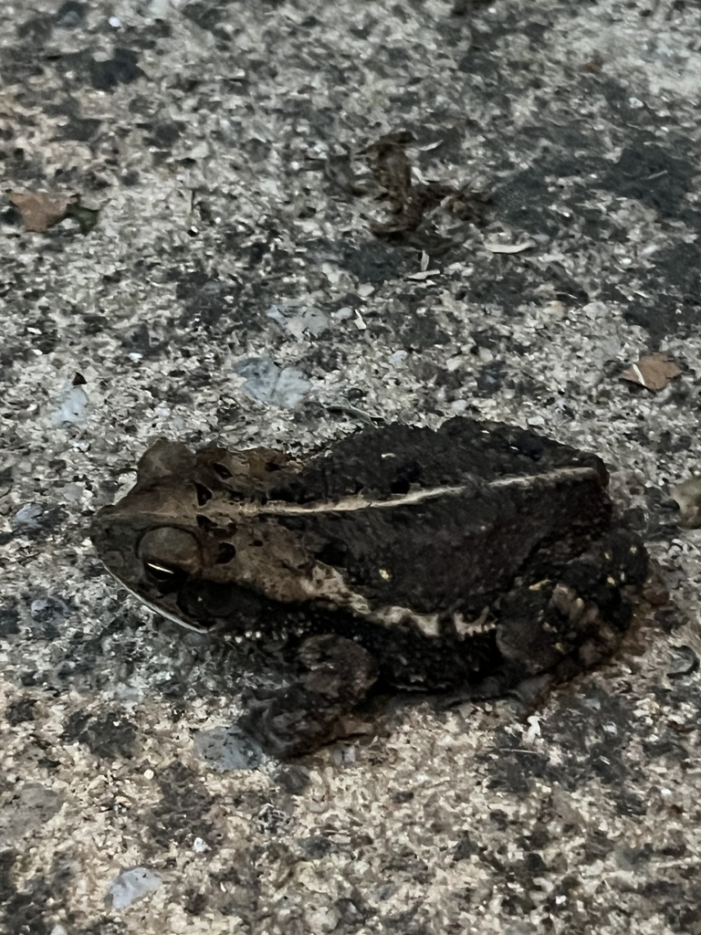 Gulf Coast Toad from Ann St, Theodore, AL, US on April 4, 2023 at 07:21 ...
