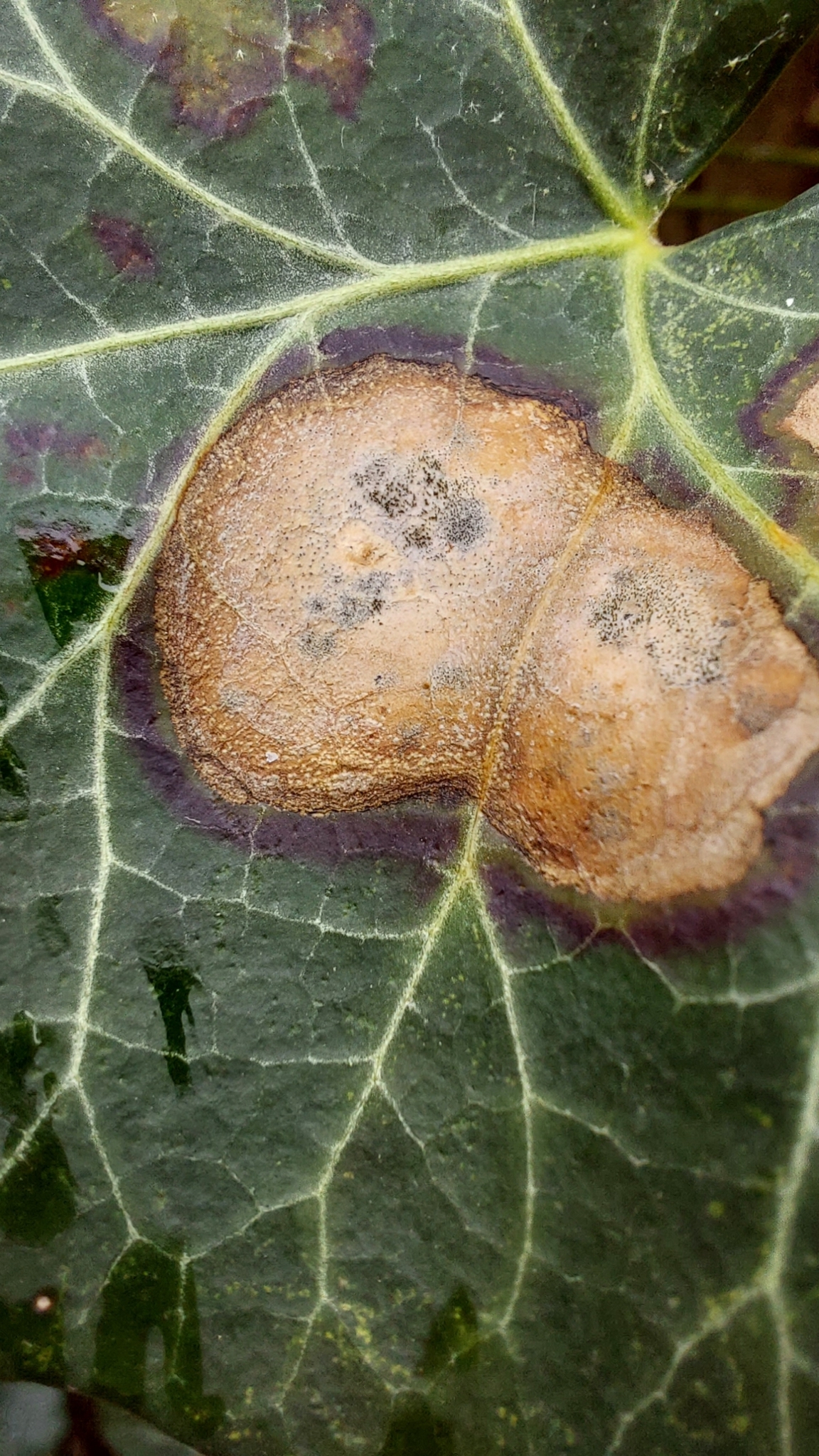 Didymellaceae