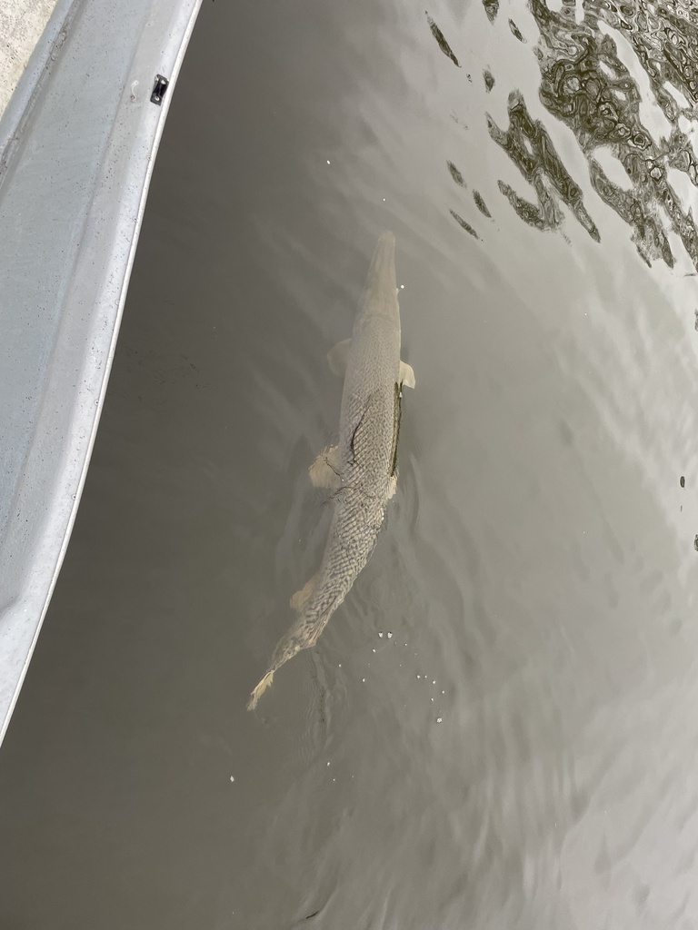 Alligator Gar from Fish River, Foley, AL, US on December 21, 2022 at 07 ...