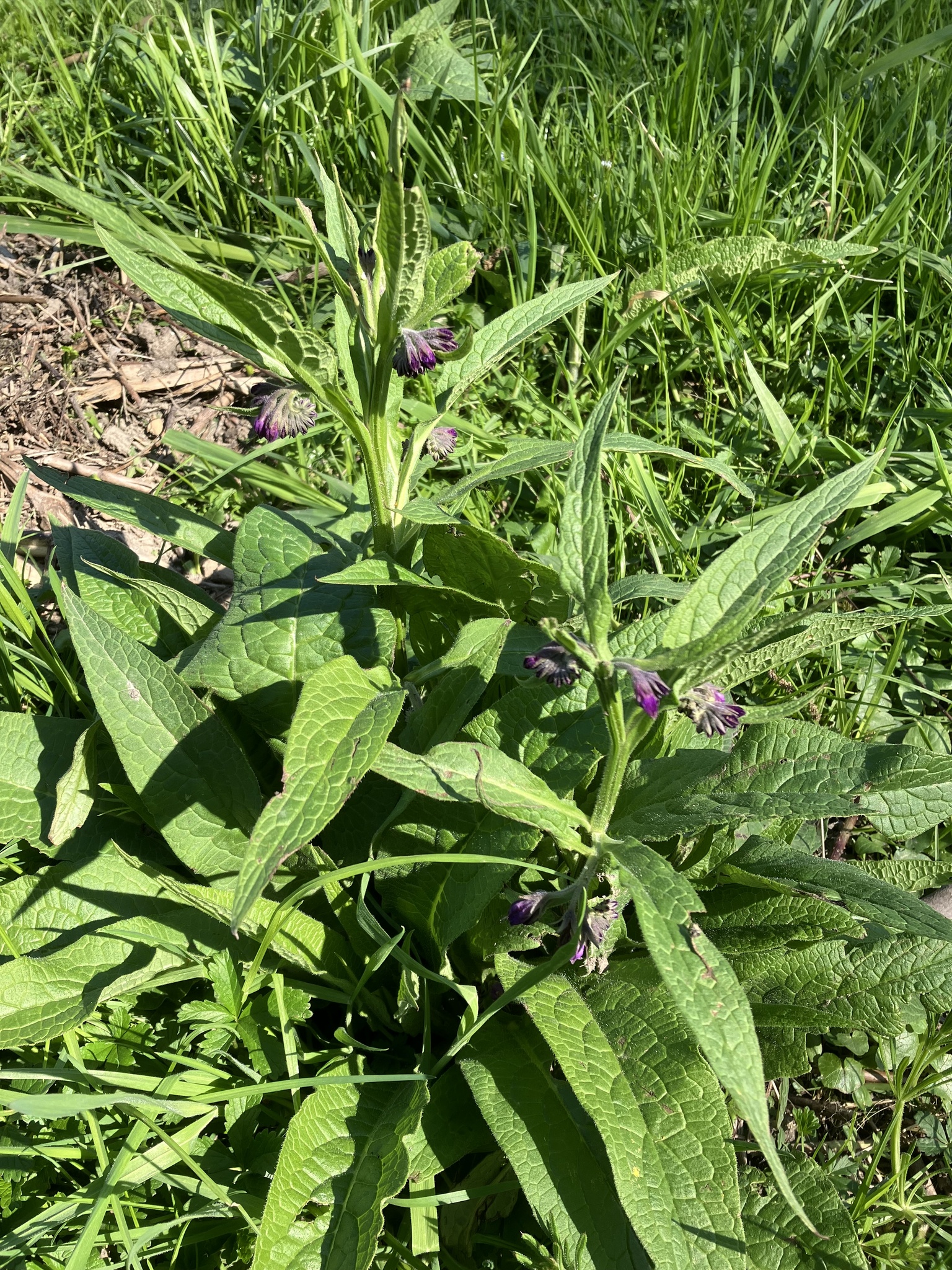 Symphytum officinale L.