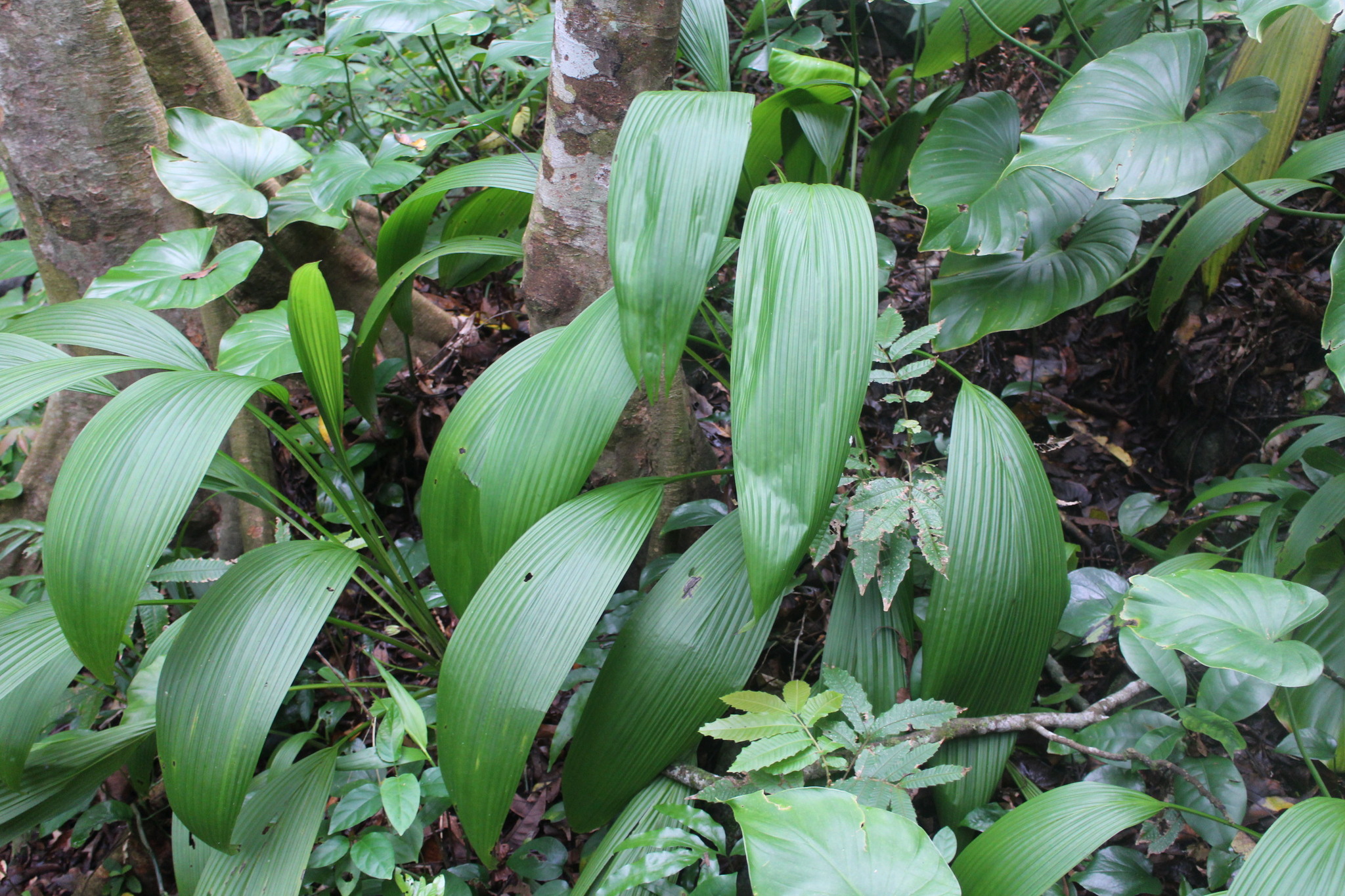 Molineria capitulata (Lour.) Herb.