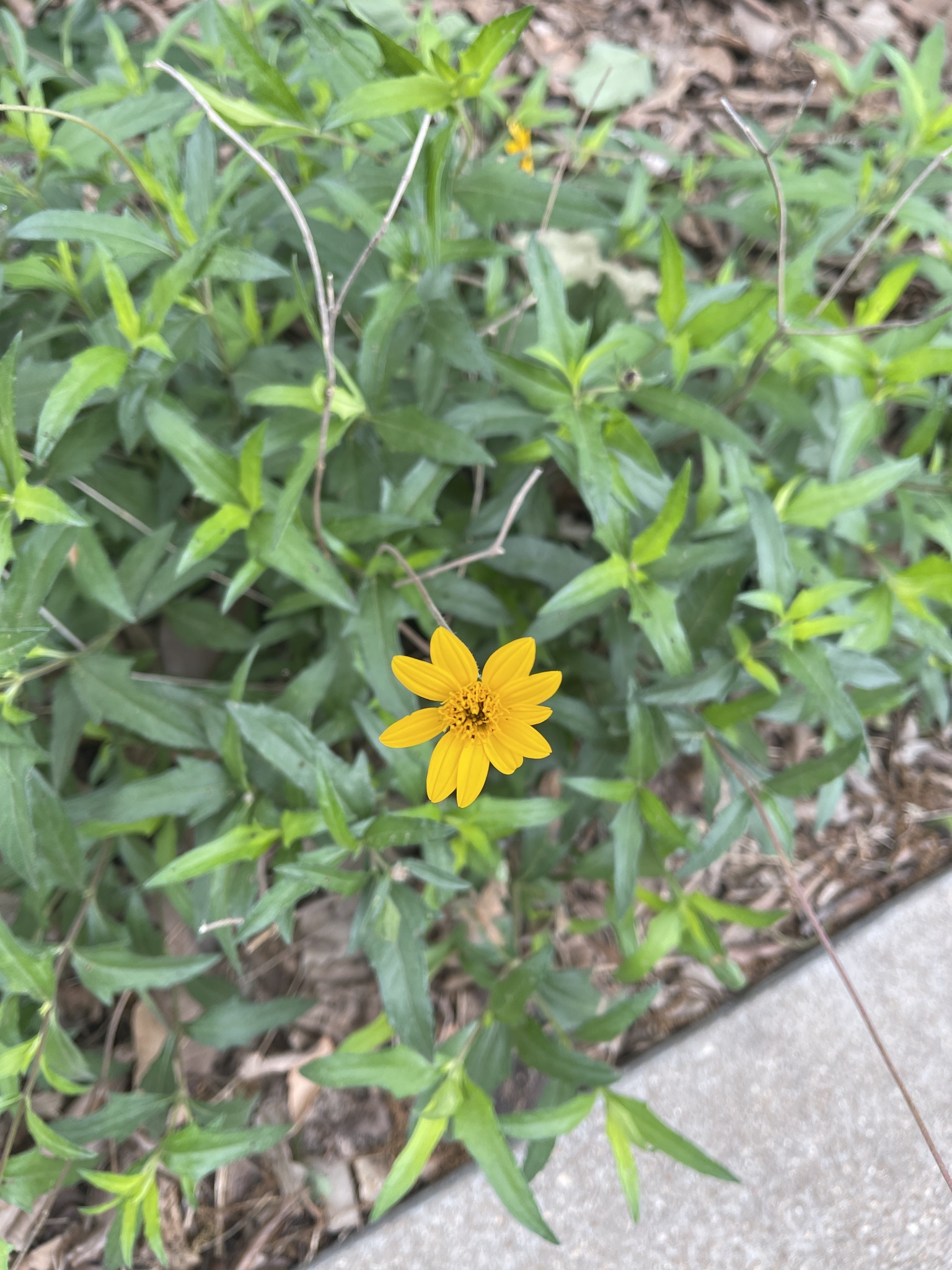 Wedelia acapulcensis var. hispida (Kunth) Strother