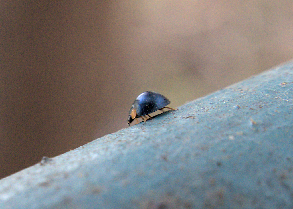Metallic Blue Lady Beetle from Munekolala Lake, Chennappa Layout ...