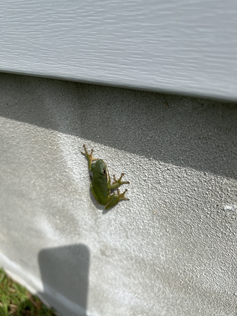 Green Treefrog from Secretariat Way, Pensacola, FL, US on April 05 ...