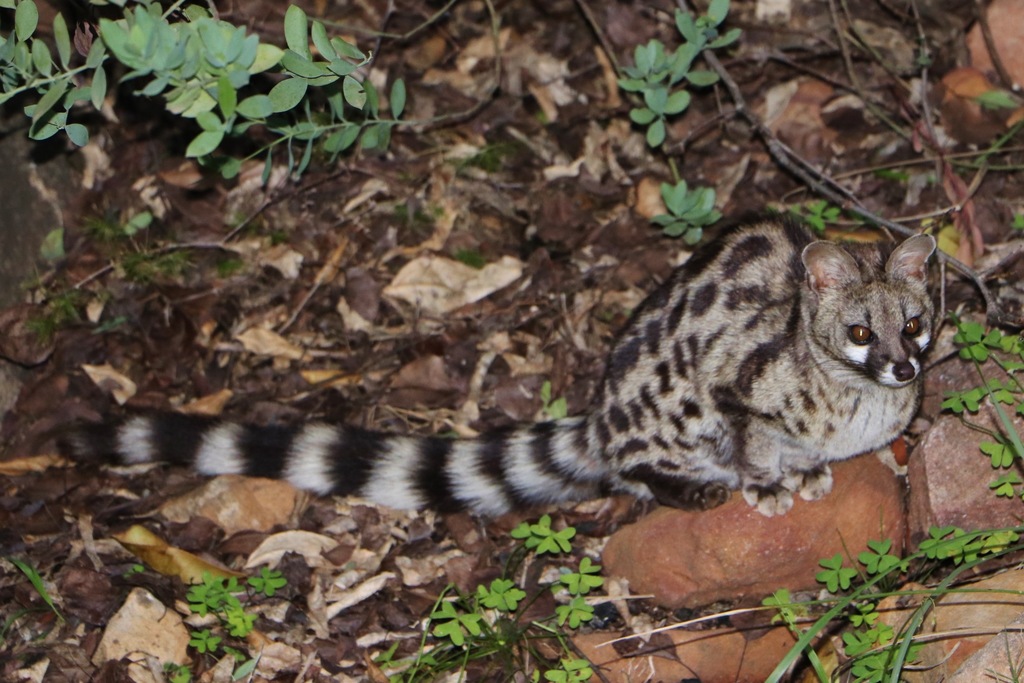 Genets (Genetta) - Know Your Mammals