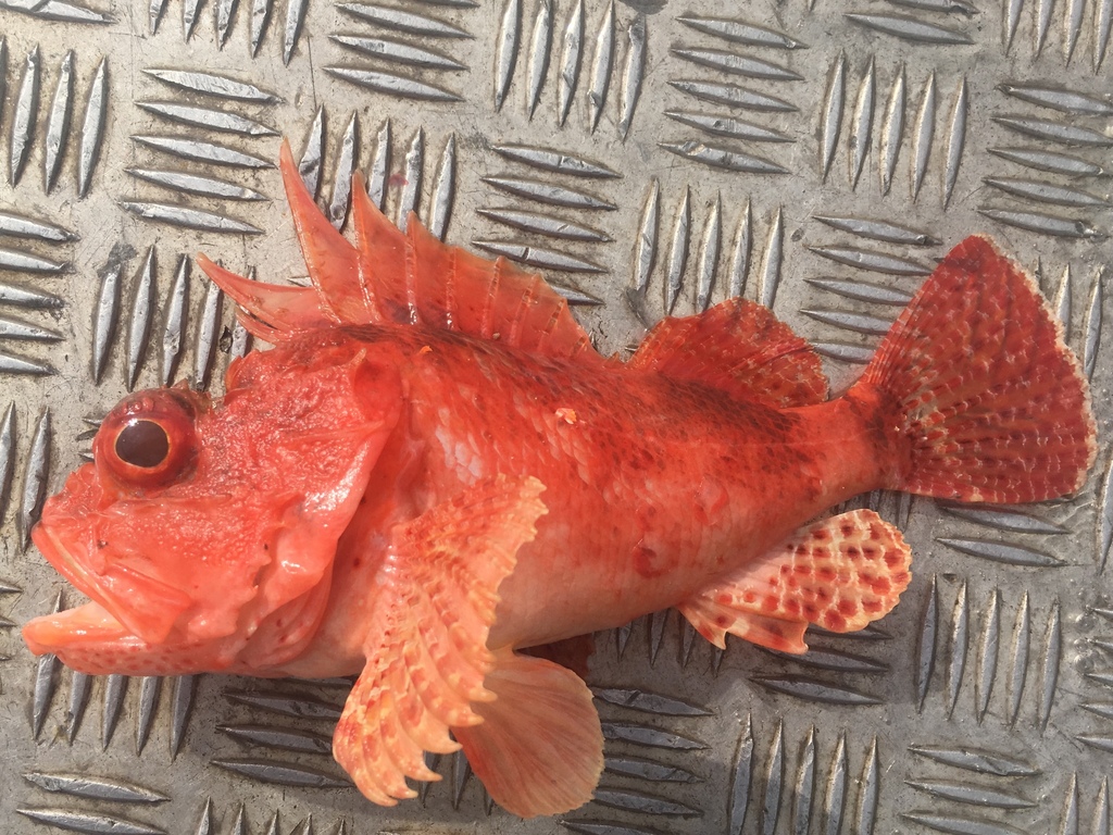 Western Red Scorpionfish (Scorpaena sumptuosa) - Marine Life Identification