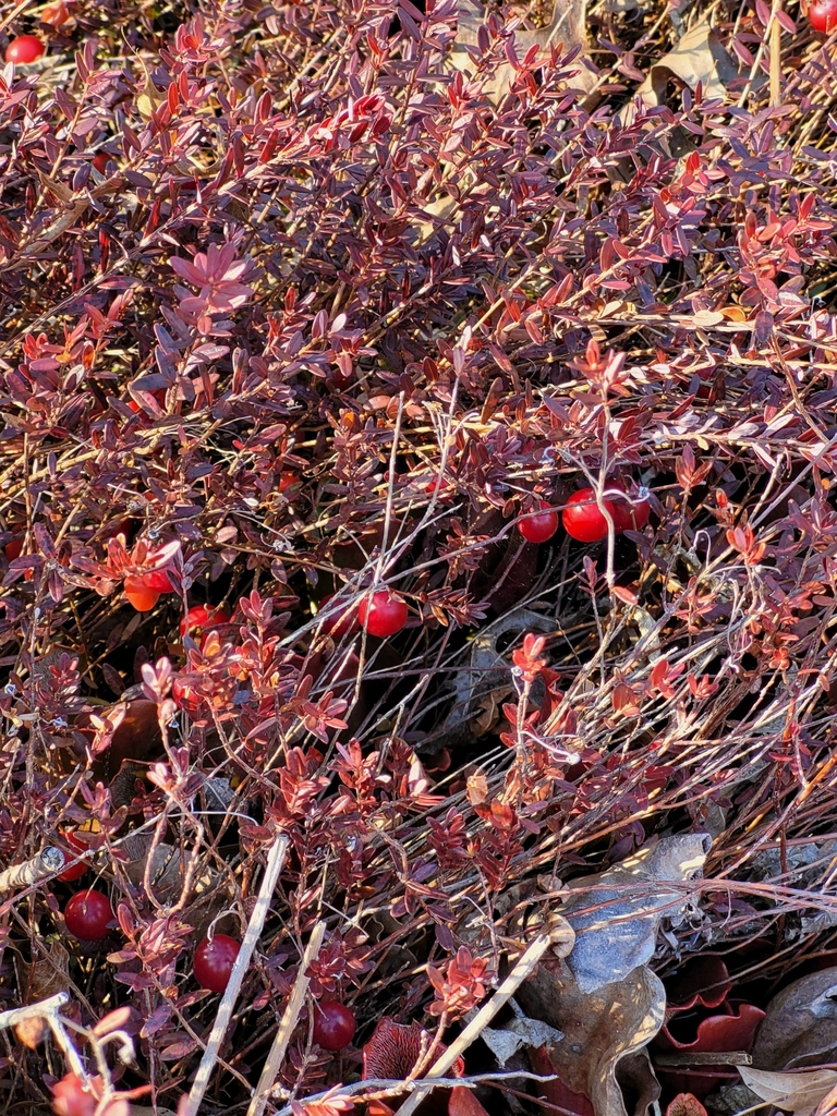 American Cranberry from Kent, OH, USA on March 20, 2021 at 04:30 PM by ...