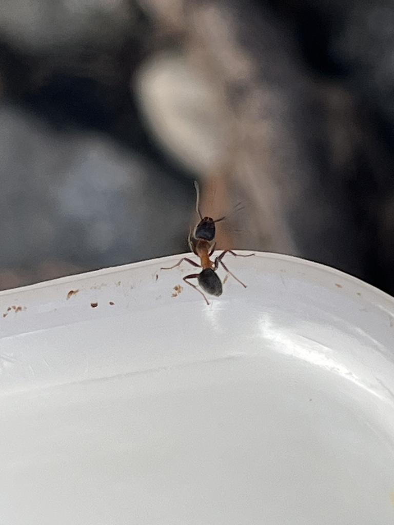 Western Velvety Tree Ant from Angeles National Forest, Palmdale, CA, US ...