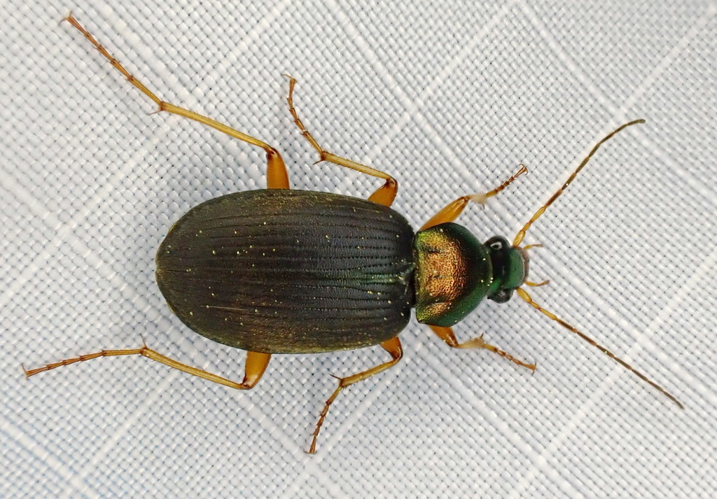 Vivid Metallic Ground Beetles from Chesterfield County, VA, USA on ...