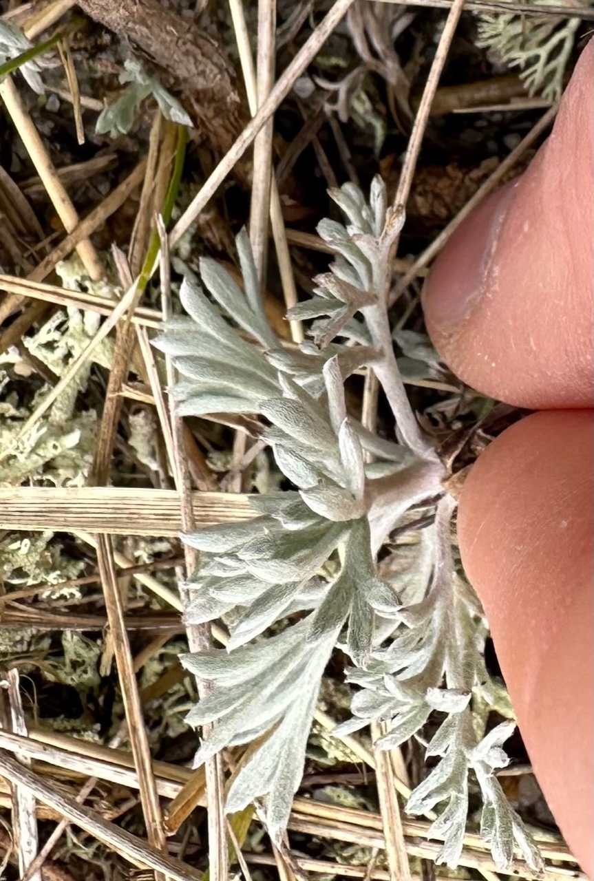 Artemisia stelleriana Besser