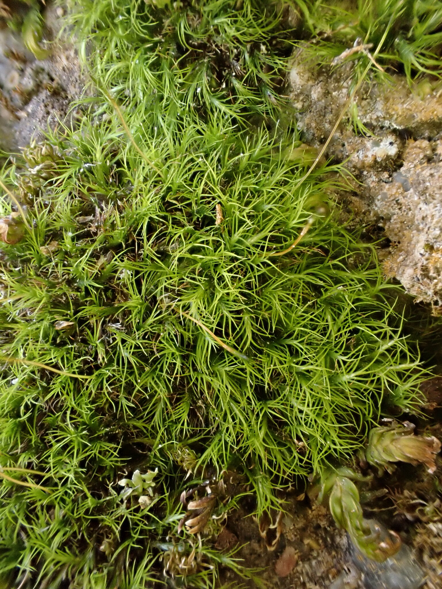 Distichium Bruch & Schimp.