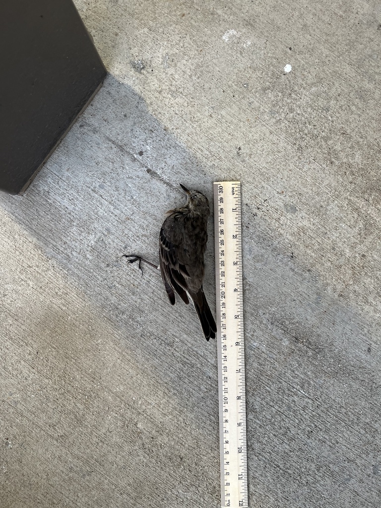 American Pipit from Texas A&M University, College Station, TX, US on ...