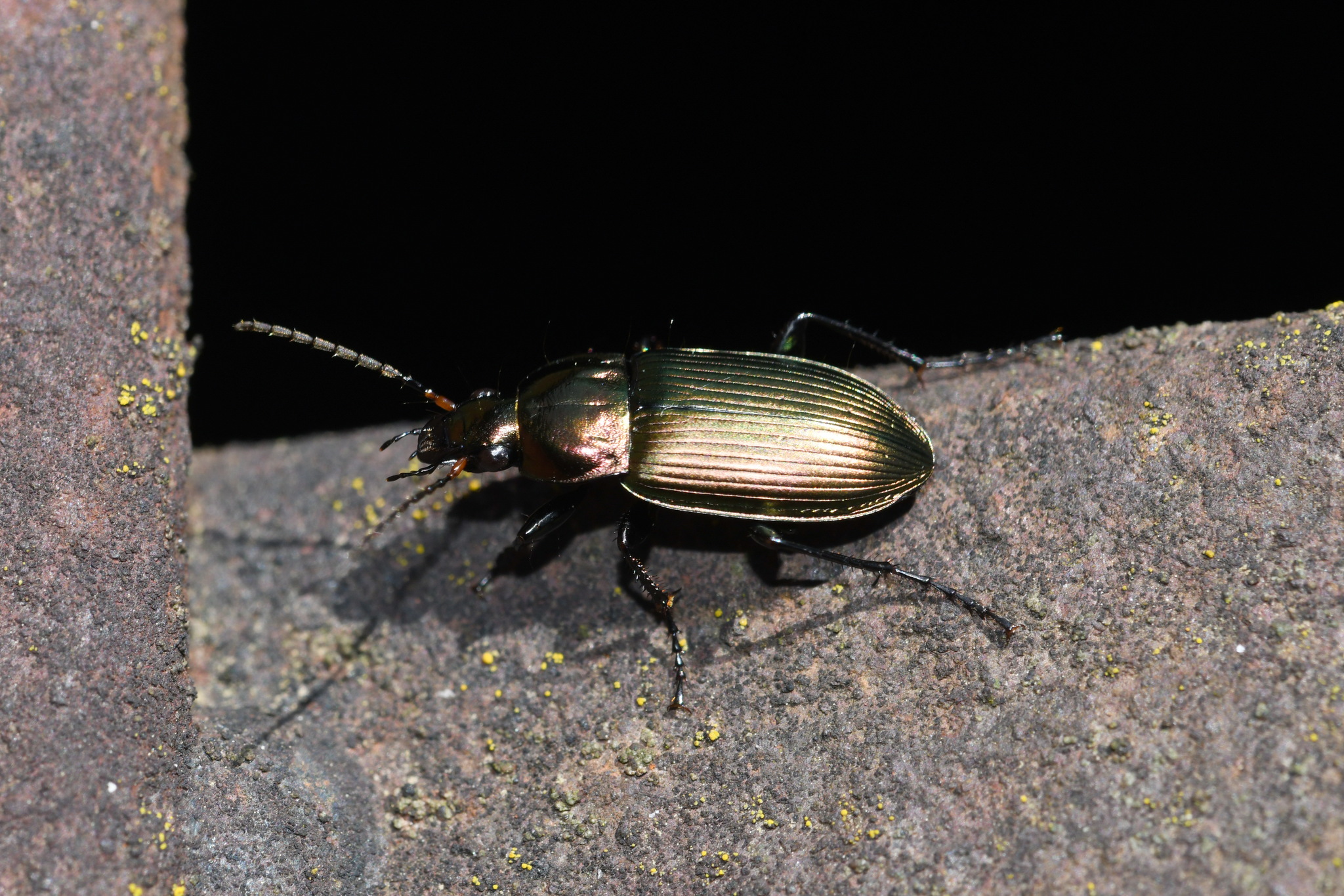 Poecilus cupreus (Linnaeus, 1758)