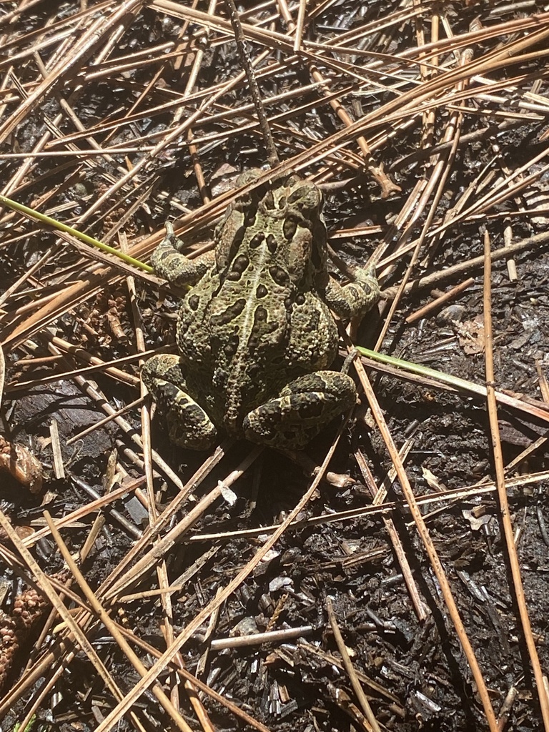 Fowler's Toad from Ocracoke Island, Ocracoke, NC, US on April 05, 2023 ...