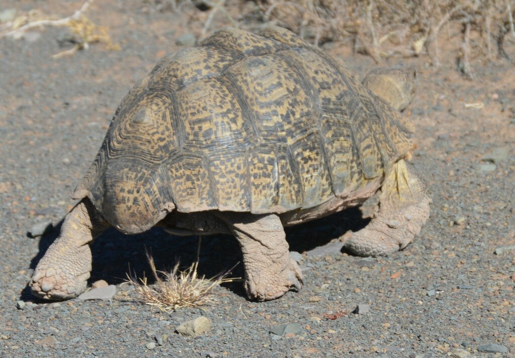 Leopard Tortoise from Central Karoo District Municipality, South Africa ...