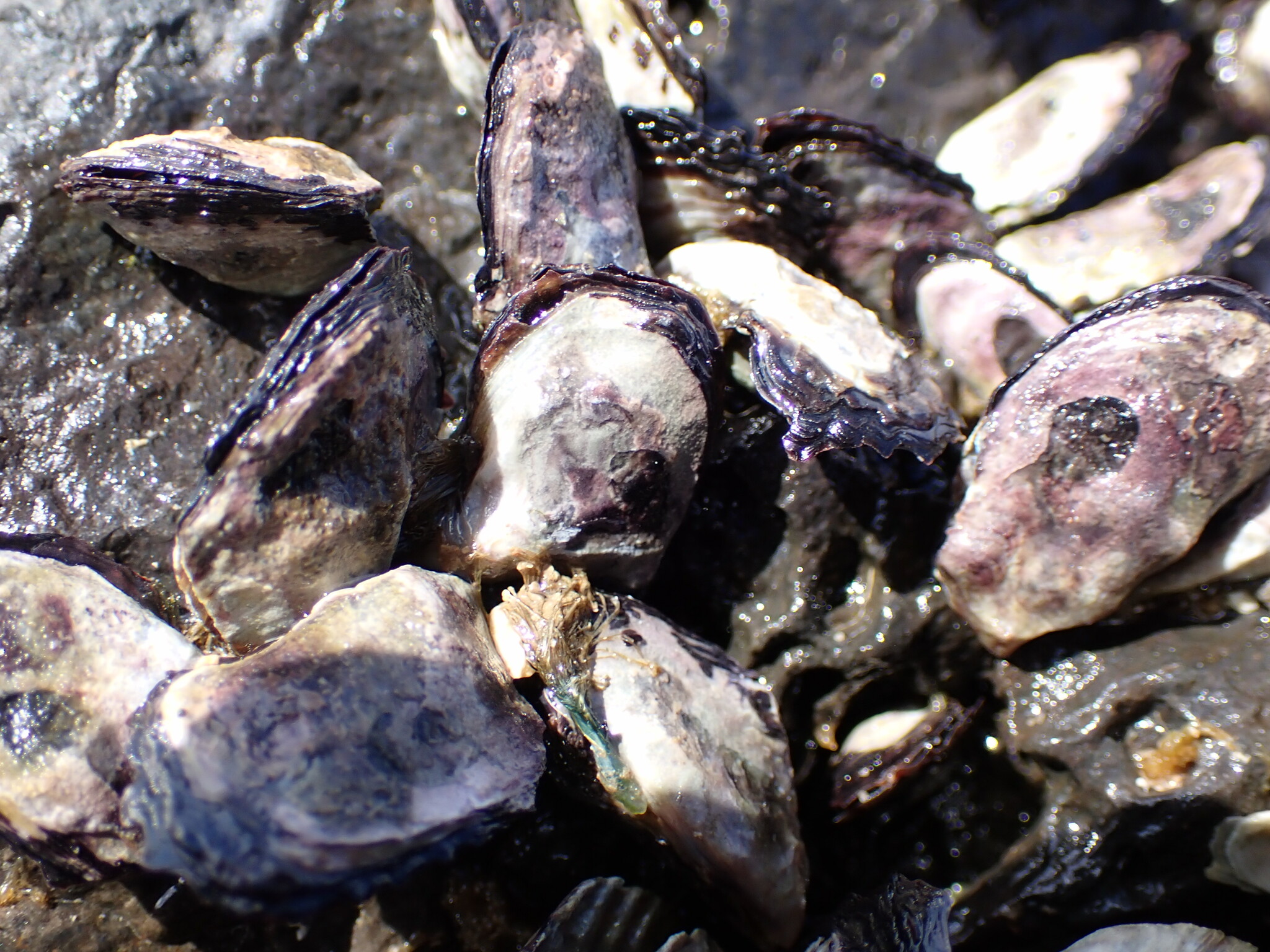 Isognomon californicus (Conrad, 1837)