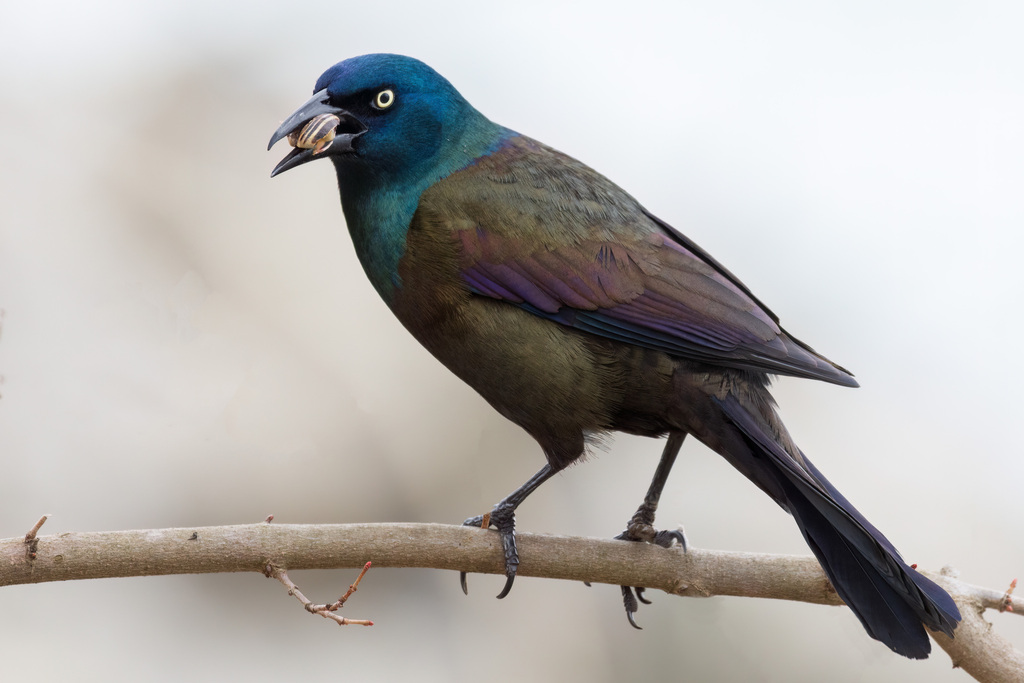 Common Grackle (Perching Birds of Southern Ontario (Very Common Species ...
