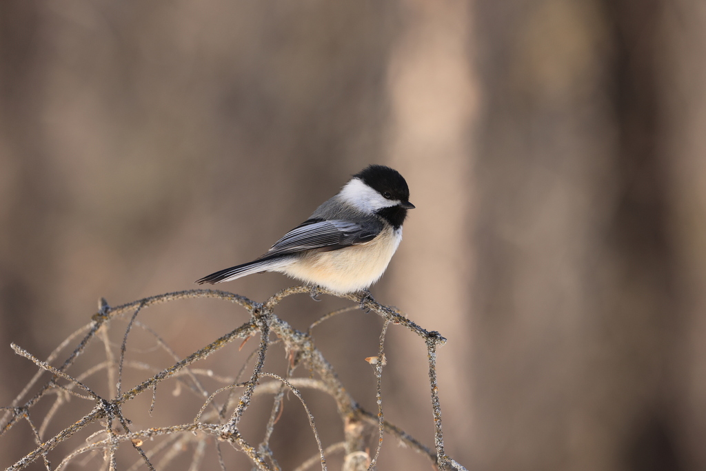 Black-capped Chickadee from River Bend Golf & Recreation Area Red Deer ...