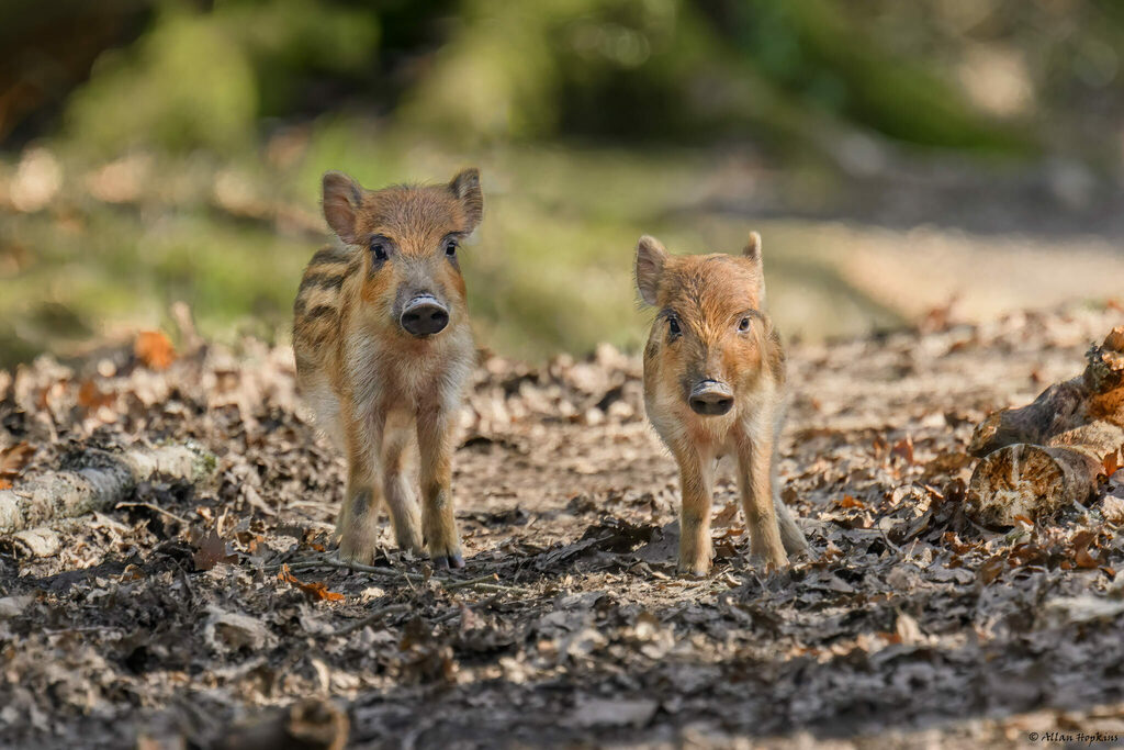 Wild Boar from Forest of Dean, England, UK on April 4, 2023 at 04:09 PM ...