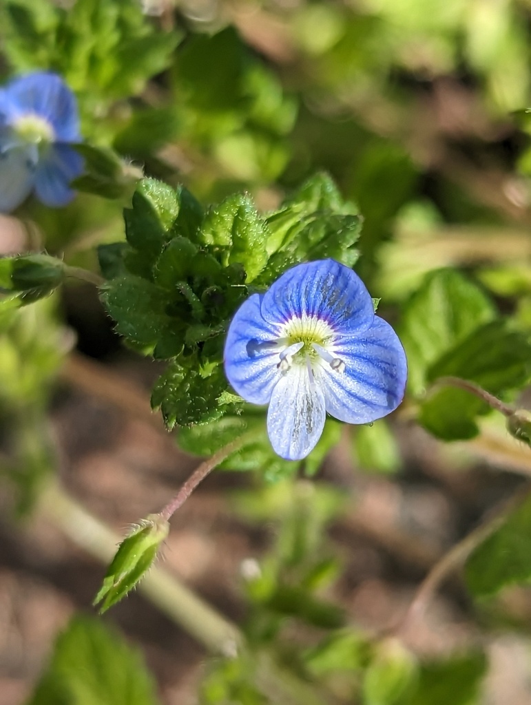 bird's-eye speedwell from Laurel, VA, USA on April 04, 2023 at 09:56 AM ...