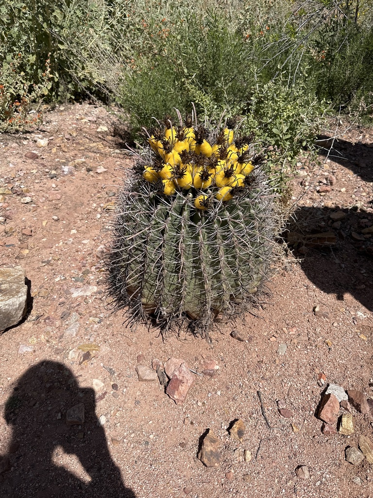 fishhook barrel cactus in April 2023 by cassiescrima · iNaturalist