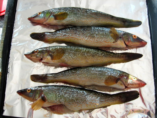 Genus Haletta · iNaturalist