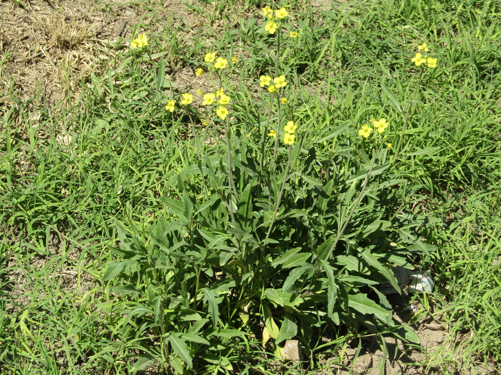 Diplotaxis tenuifolia (L.) DC.