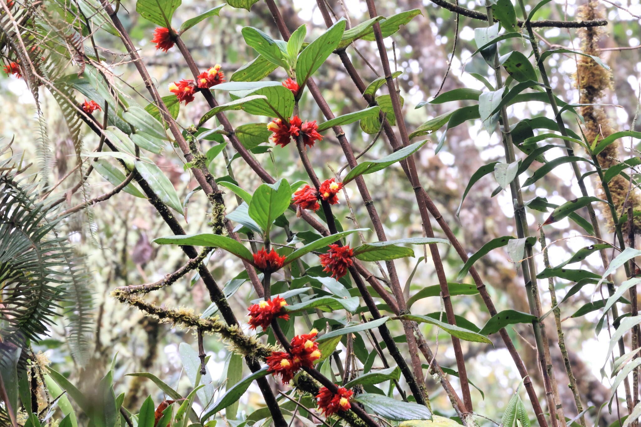 Glossoloma ichthyoderma (Hanst.) J.L.Clark