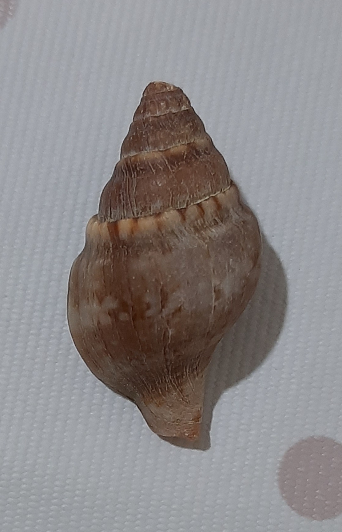Euthria cornea (Linnaeus, 1758)