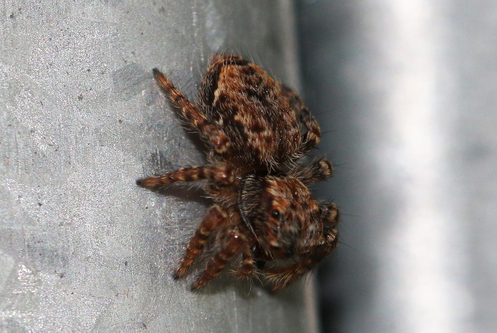 Servaea incana (Karsch, 1878)