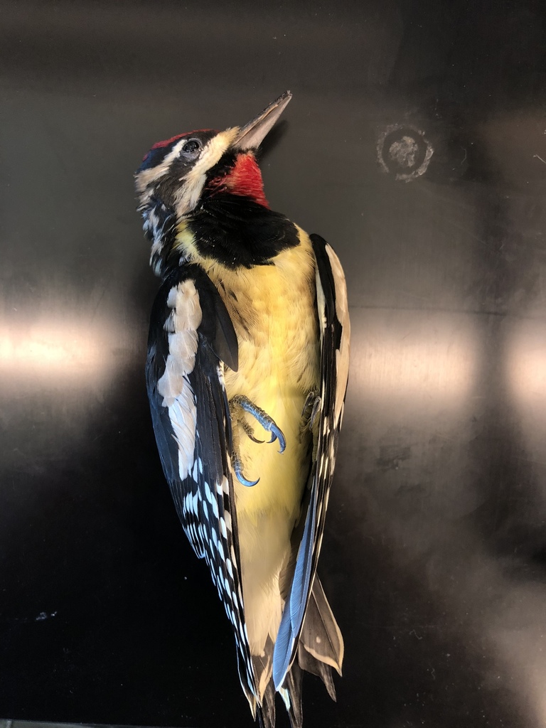 Yellow-bellied Sapsucker from Texas A&M University, College Station, TX ...