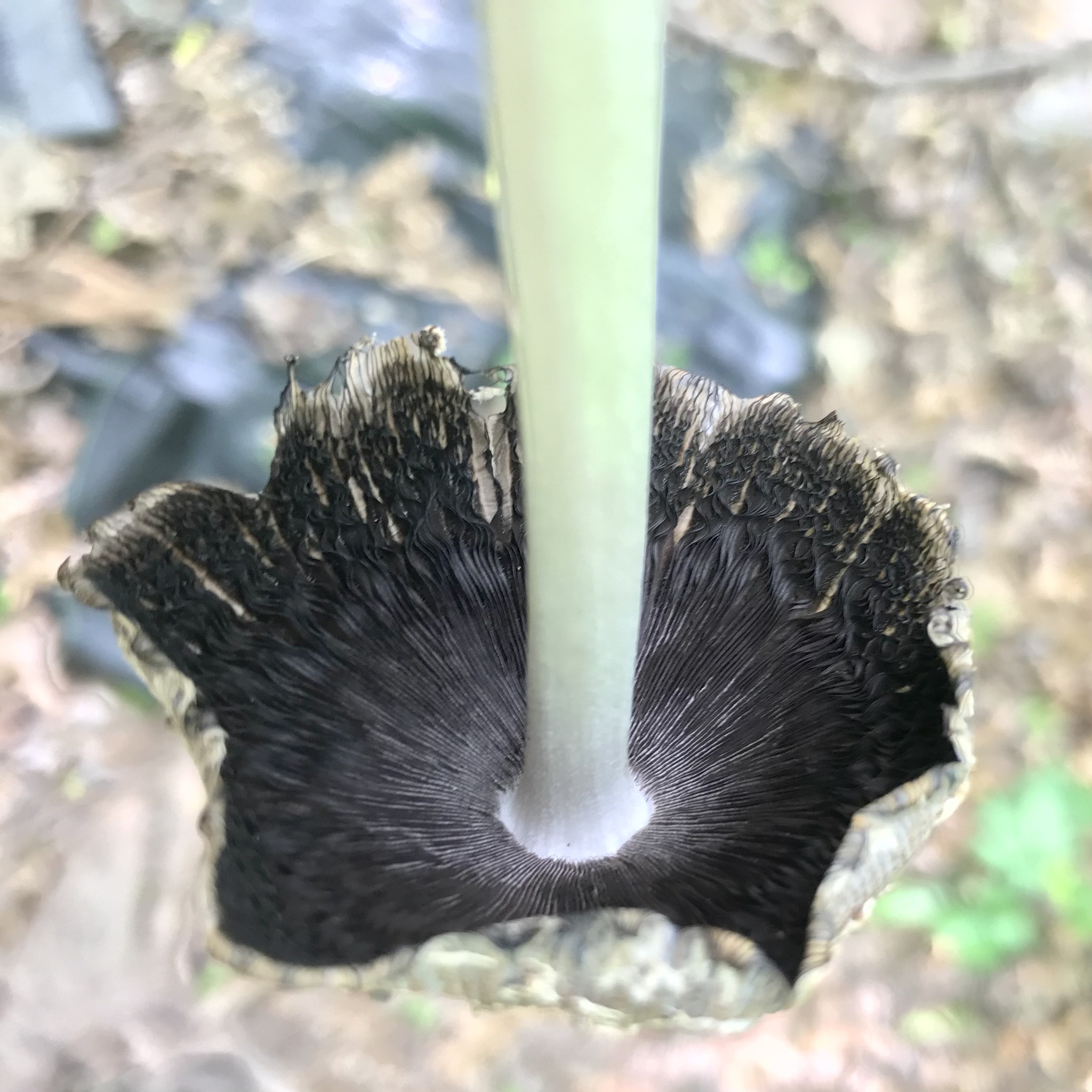 Coprinopsis variegata (Peck) Redhead, Vilgalys & Moncalvo