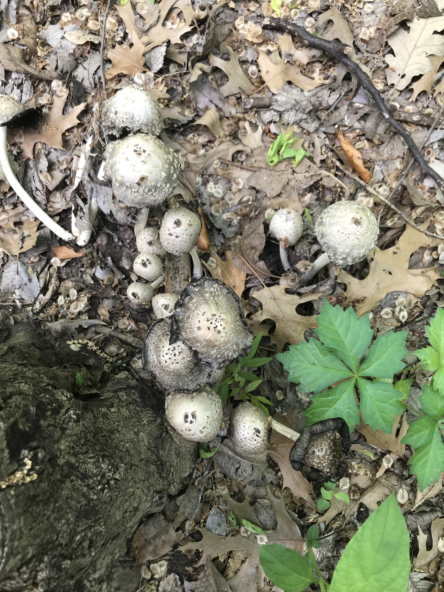 Coprinopsis variegata (Peck) Redhead, Vilgalys & Moncalvo