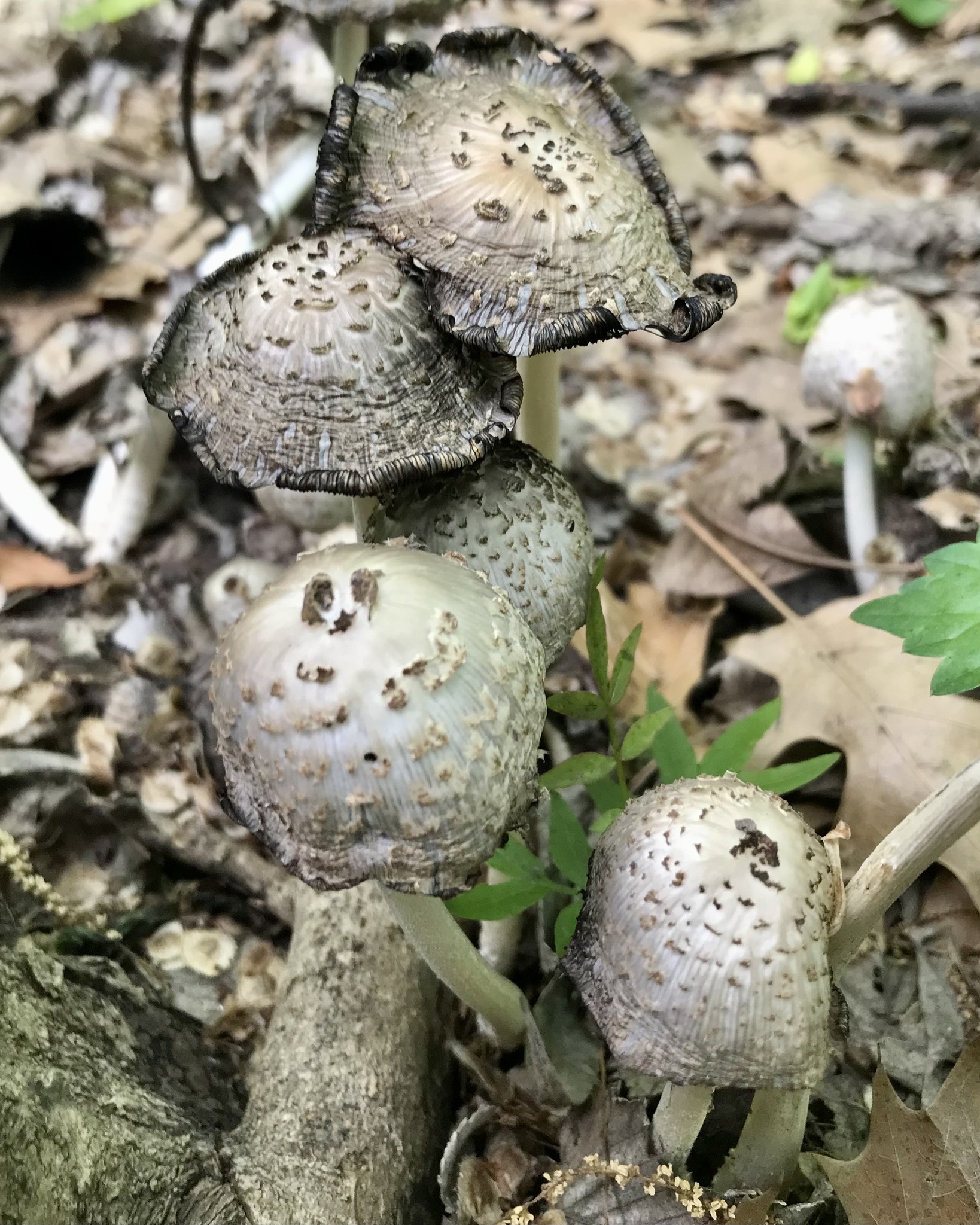 Coprinopsis variegata (Peck) Redhead, Vilgalys & Moncalvo