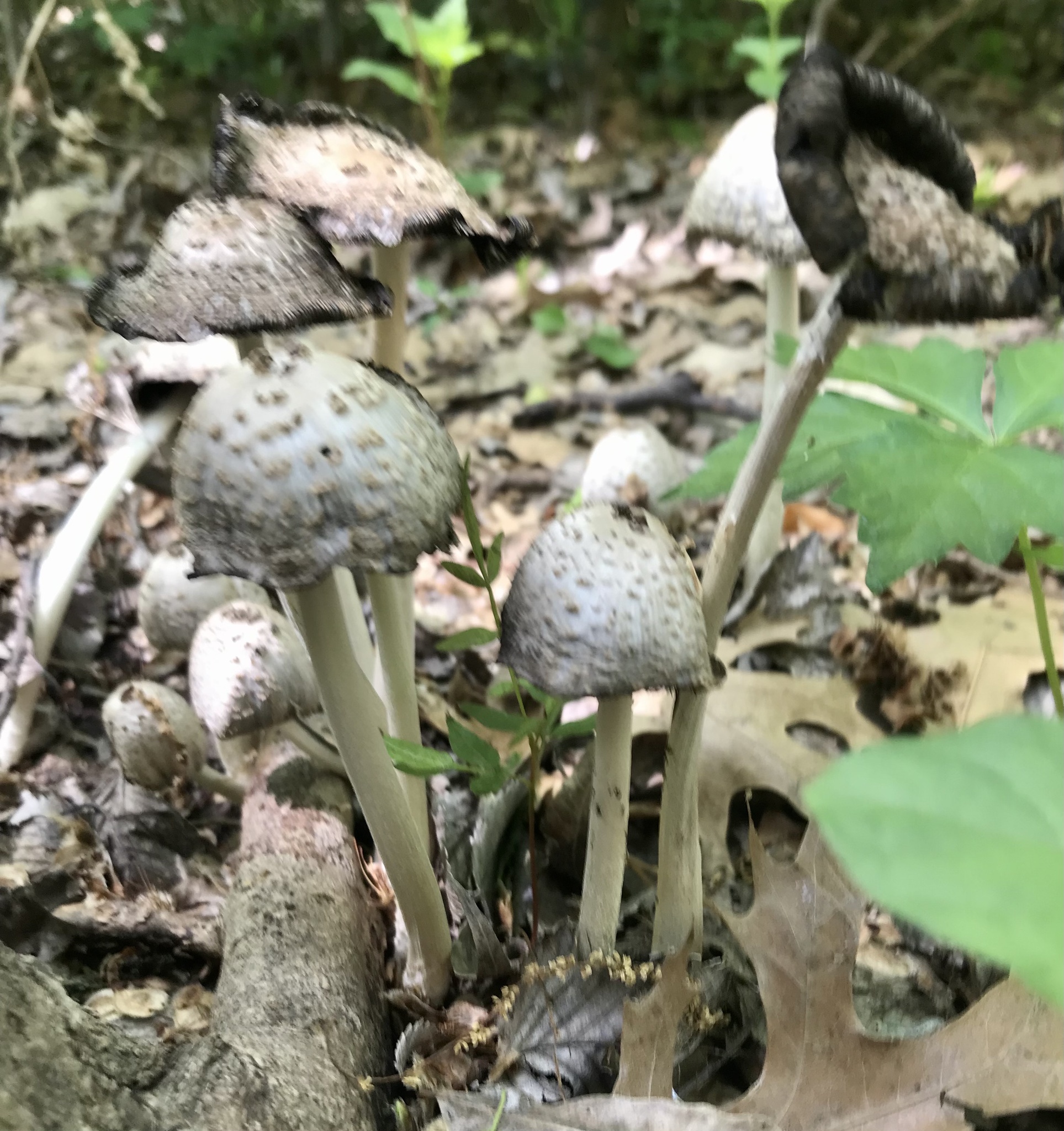 Coprinopsis variegata (Peck) Redhead, Vilgalys & Moncalvo
