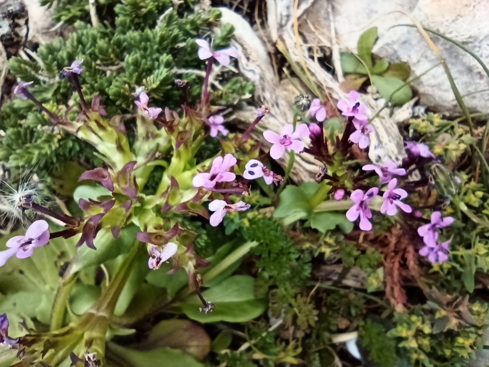 Fedia graciliflora Fisch. & C.A.Mey.