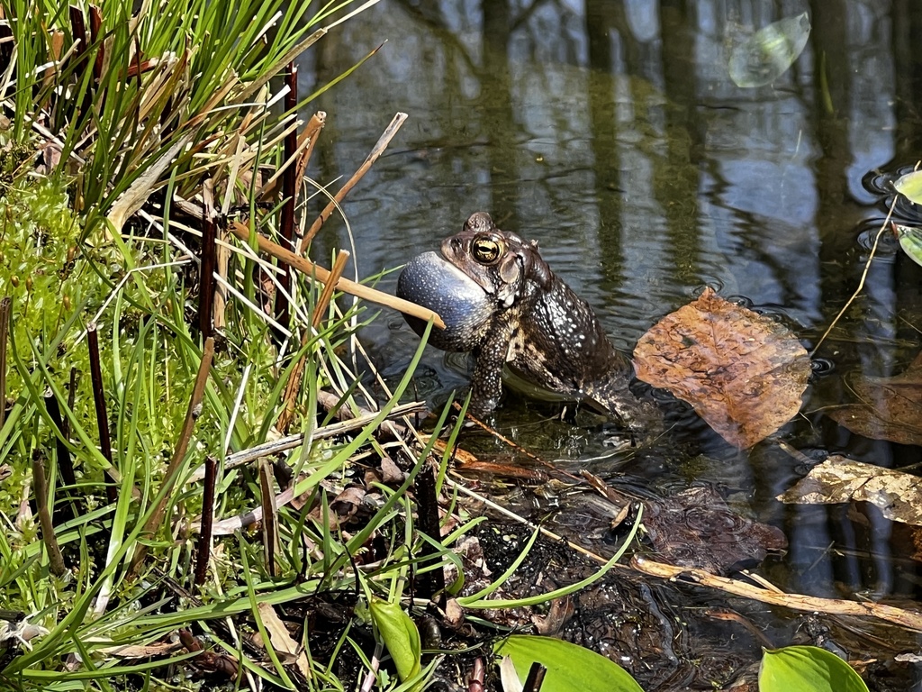 American Toad from Mt. Cuba Center, Hockessin, DE, US on April 5, 2023 ...