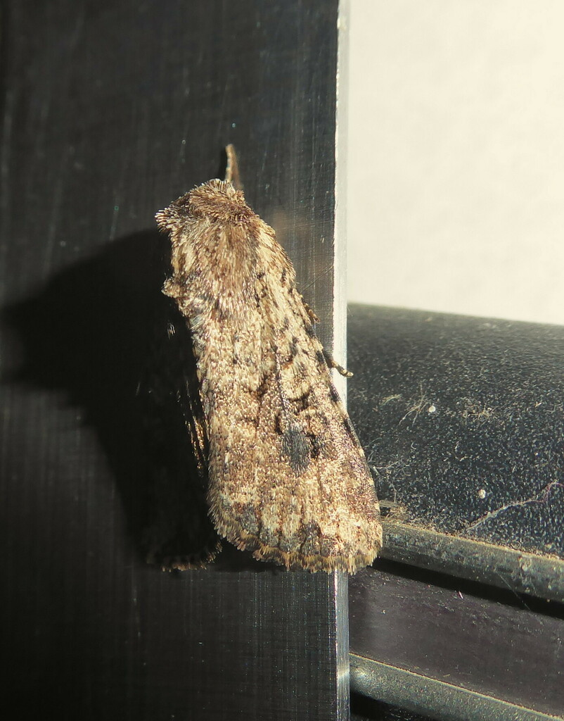 Mythimna languida from Gaborone North, Gaborone, Botswana on March 26 ...