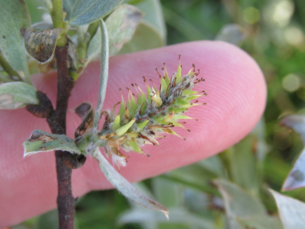 Wolf's Willow (Salix wolfii) - Botanical Realm
