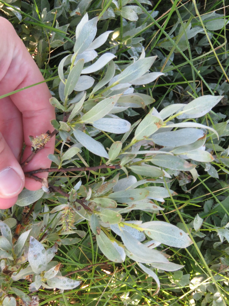 Wolf's Willow (Salix wolfii) - Botanical Realm