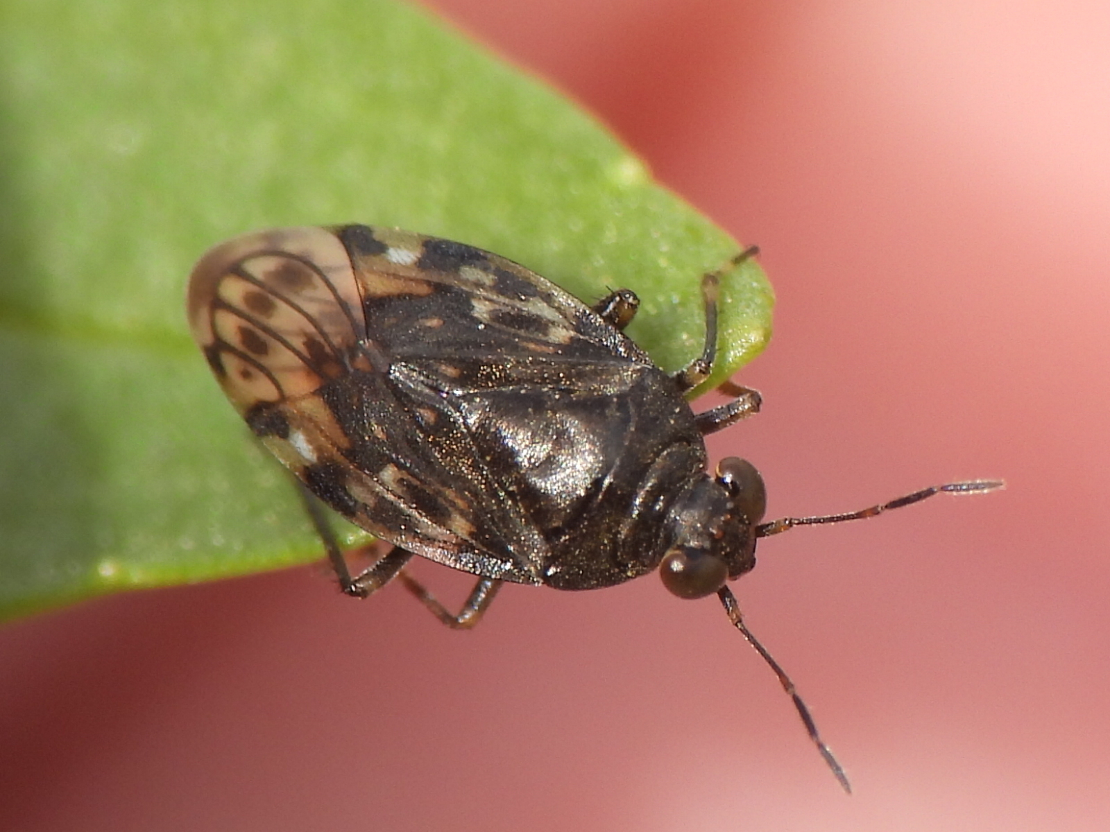 Saldidae