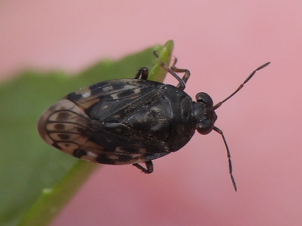 Saldidae