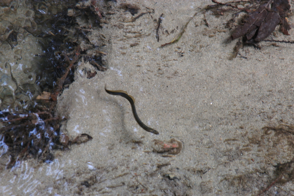 Western Brook Lamprey from Renton, WA, USA on July 28, 2012 at 12:26 PM ...