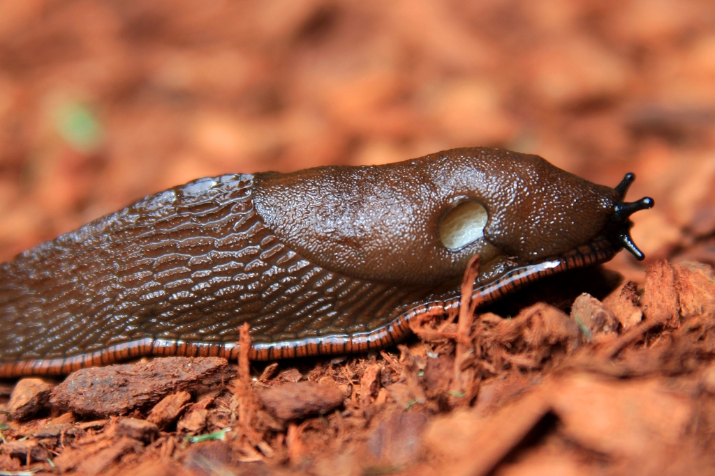 ater-group Arion Slugs from Renton, WA, USA on July 28, 2012 at 12:03 ...